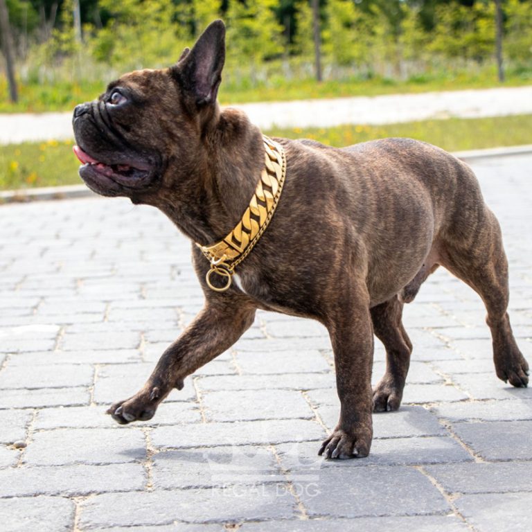 Gold Chain Dog Collar - Regal Dog - Big Dog Chains UK