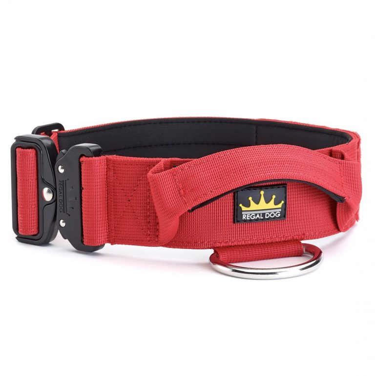Home - REGAL DOG - Luxury Dog Collars