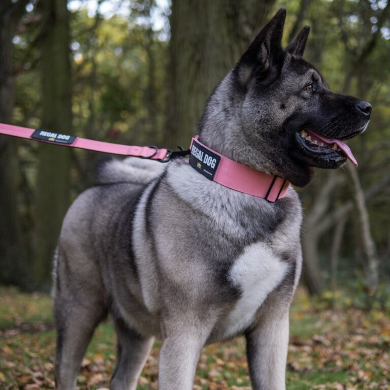 5cm Collars - Regal Dog - Strong dog collars built to last!