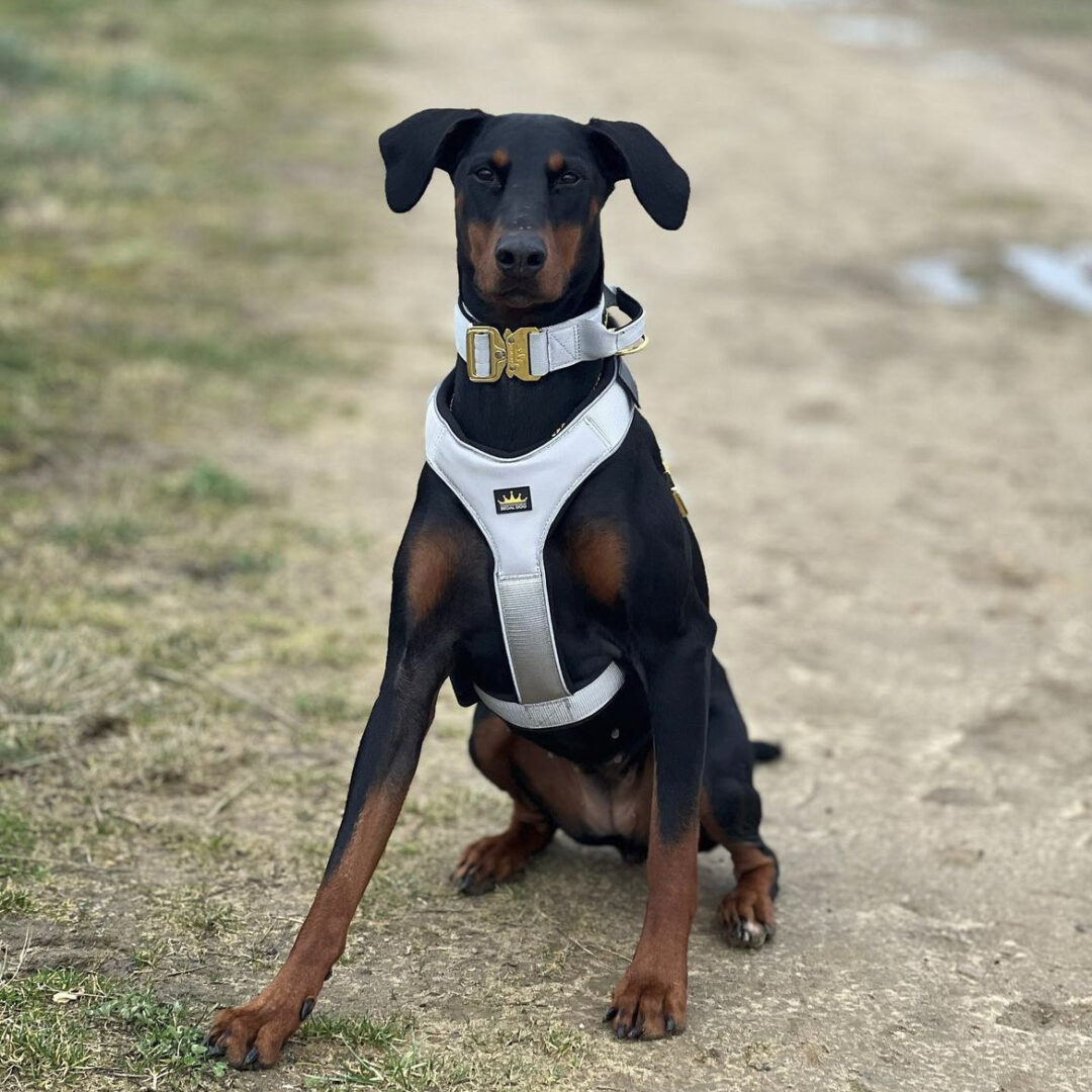 Grey - Gold Series Deluxe Harness - Slip-On Dog Harness