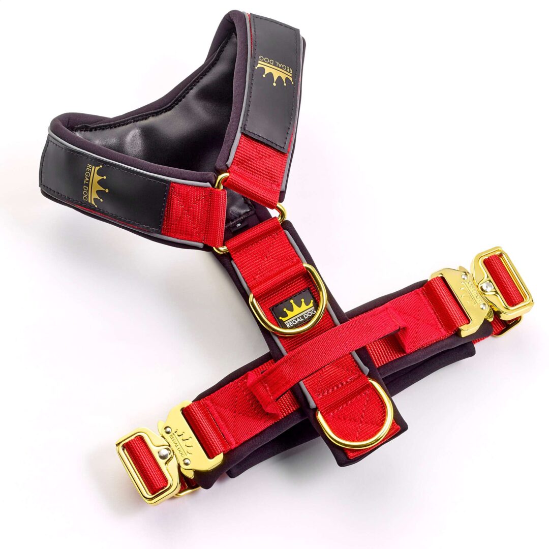 Home - REGAL DOG - Luxury Dog Collars
