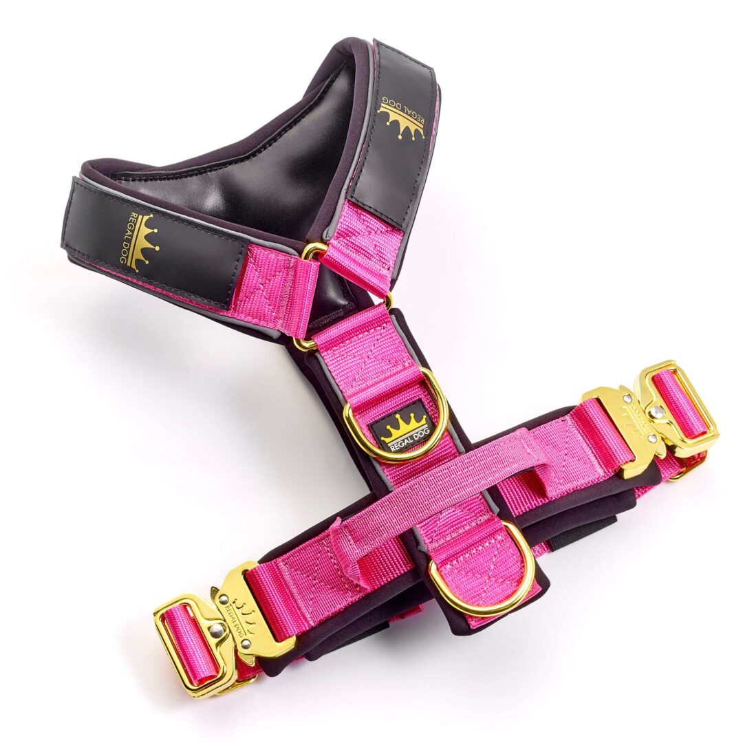 Luxury Gold Dog Harnesses - Regal Dog