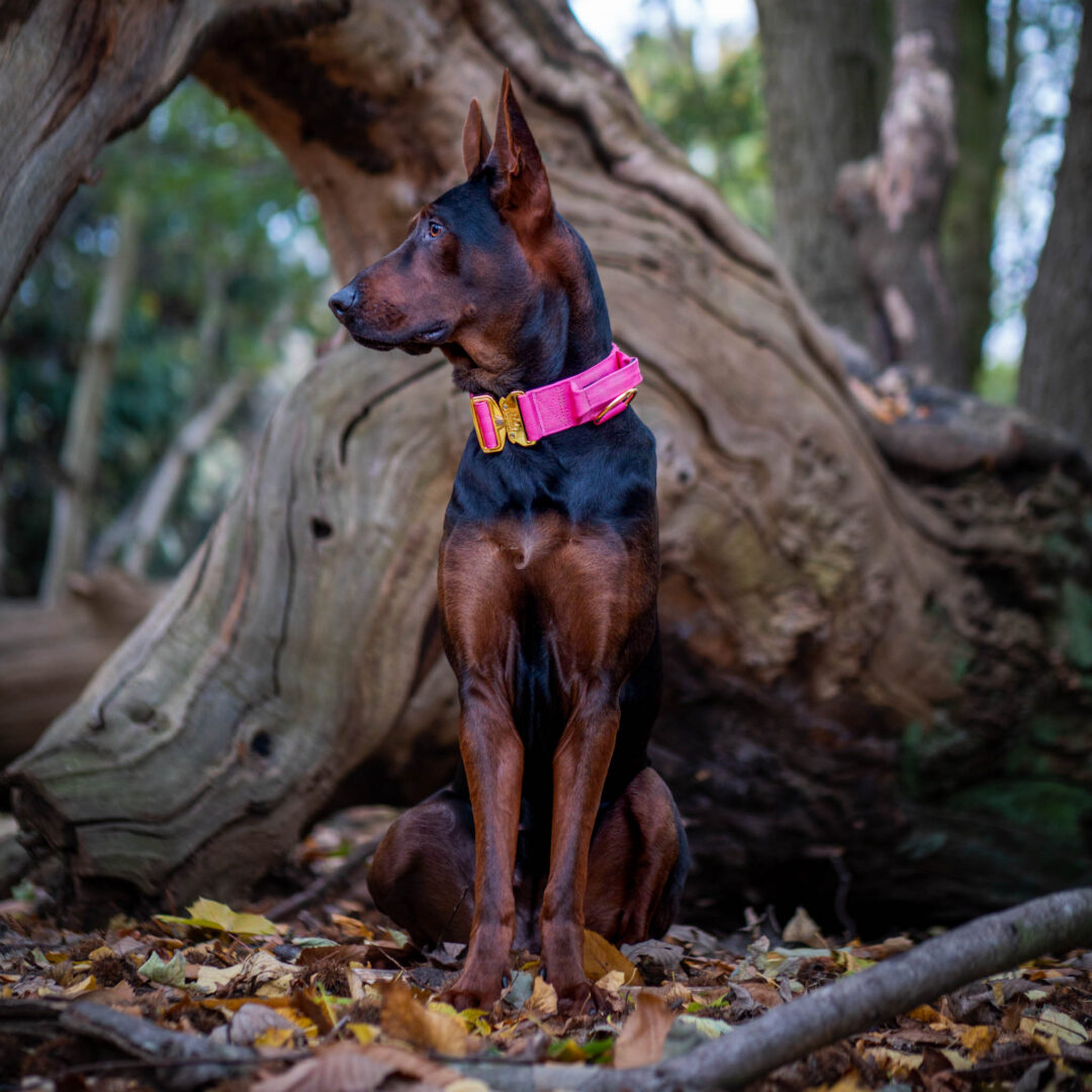 5cm Gold Series - Luxury Dog Collars with handle - Regal Dog